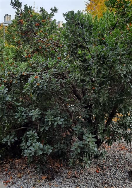 Arbouse fruit de l’arbousier - Délices de Tortues