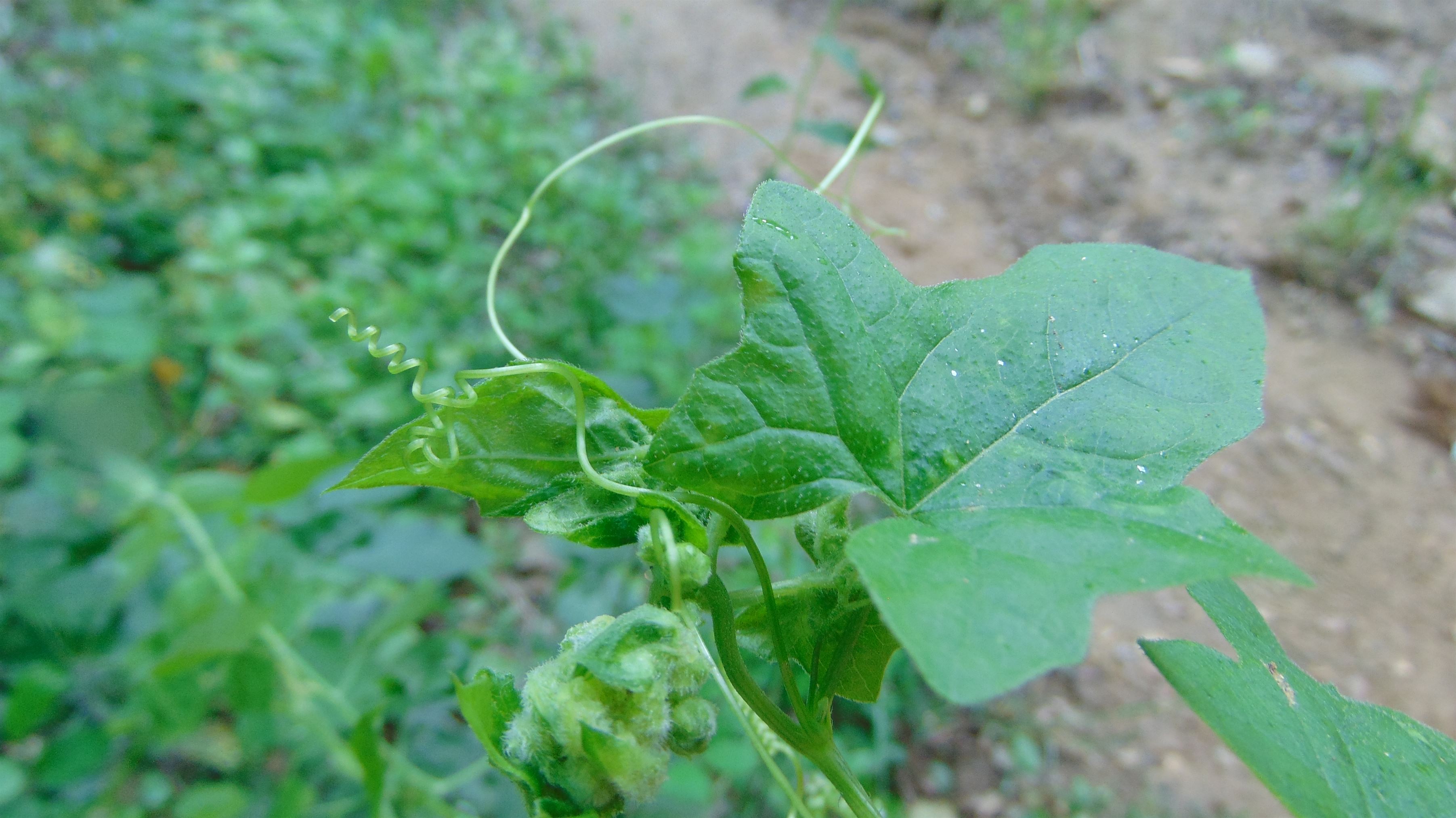 Bryone dioïque - Délices de Tortues