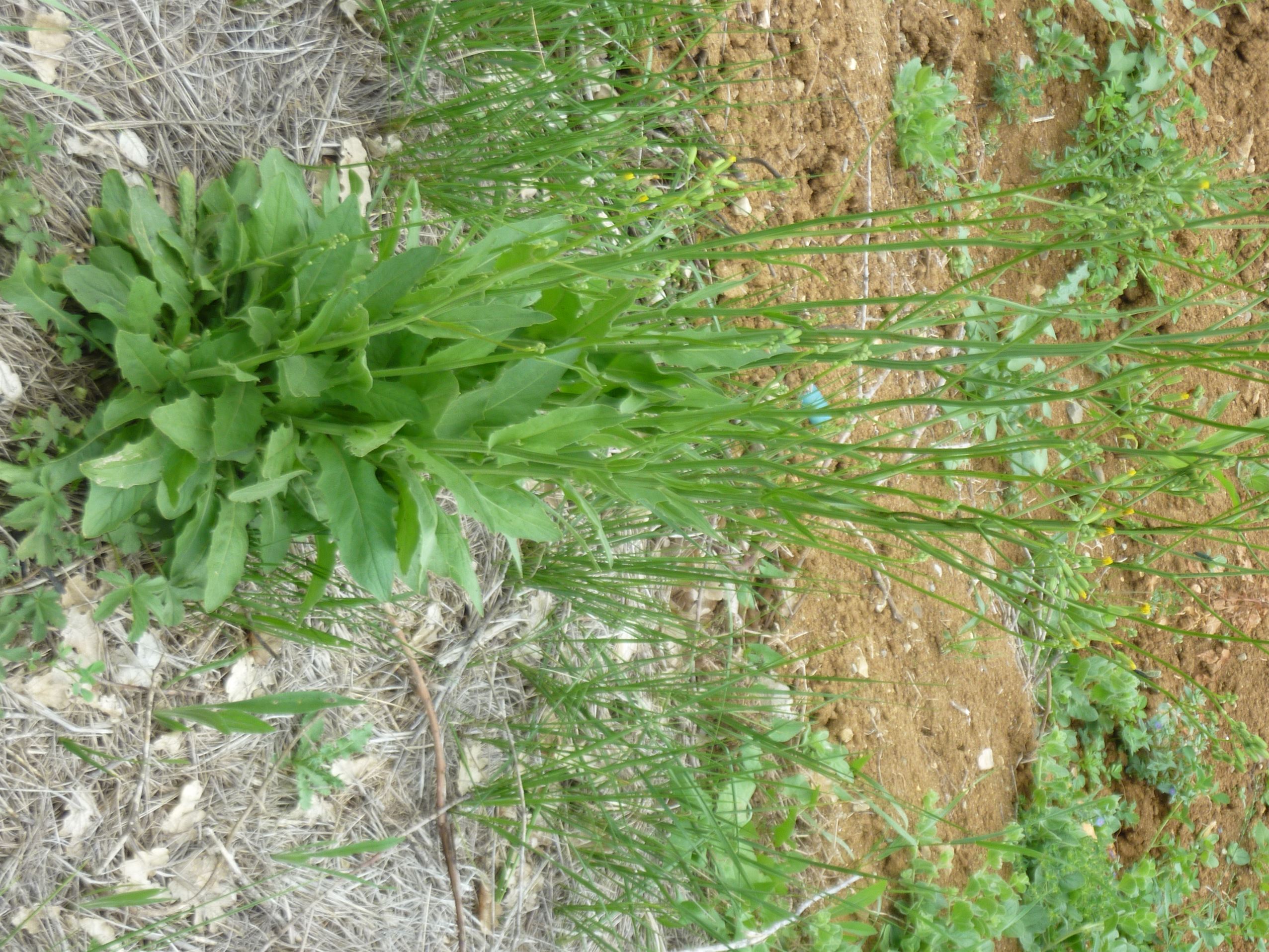 Crépide élégante - Délices de Tortues
