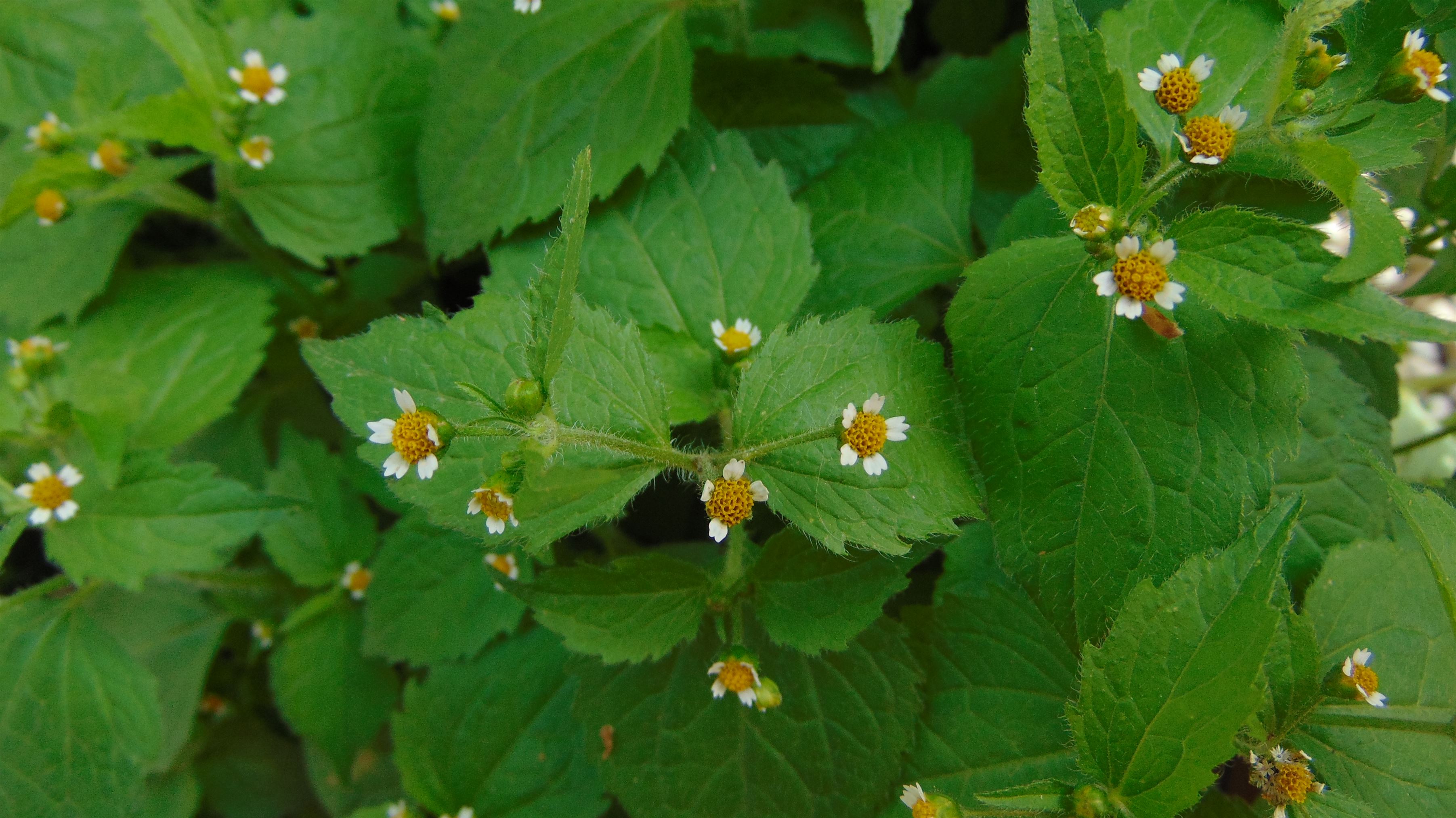 Galinsoga à petites fleurs - Délices de Tortues