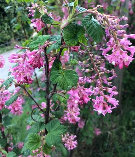 Groseillier à fleurs - Délices de Tortues