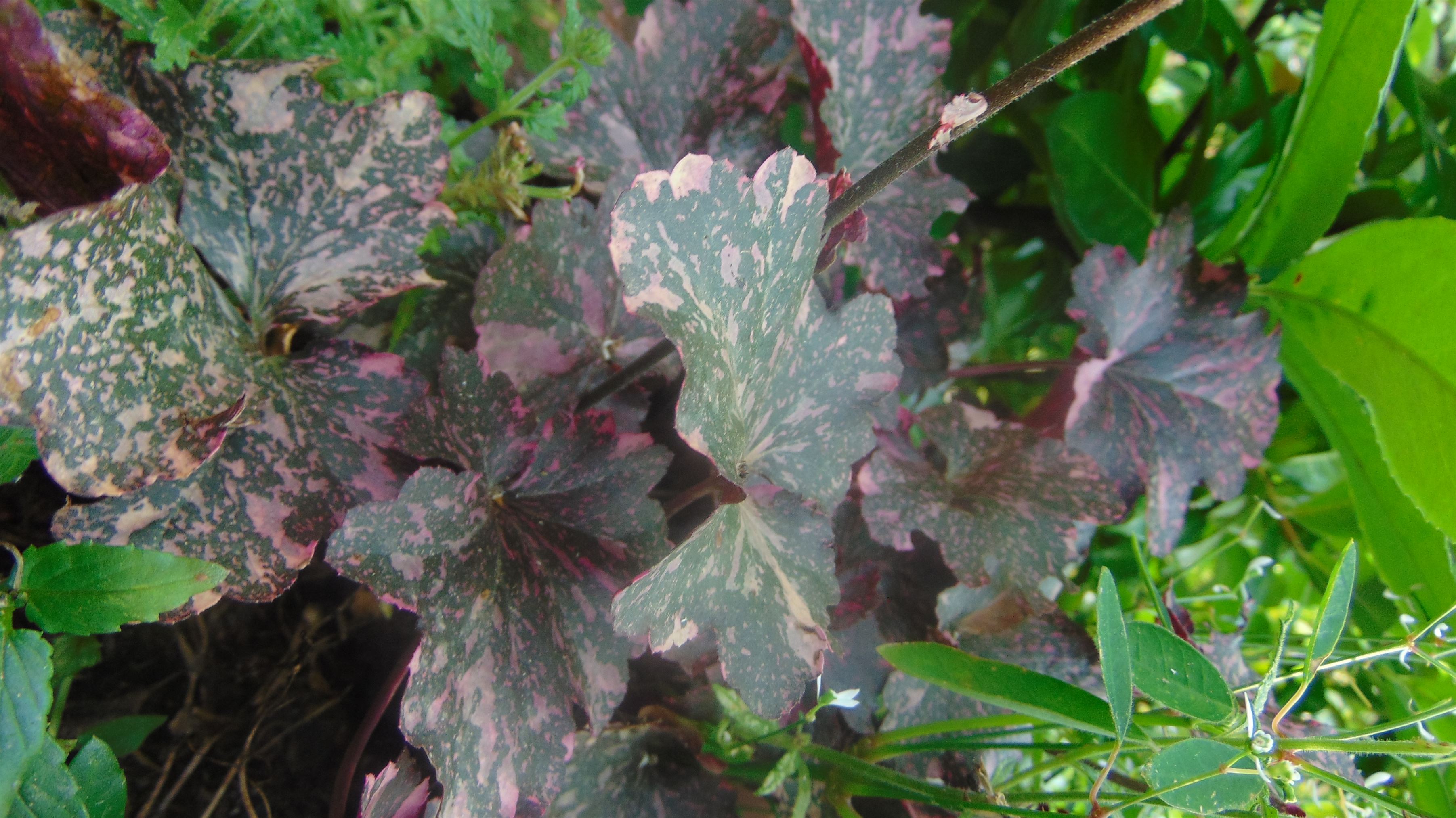 Heuchère - Délices de Tortues