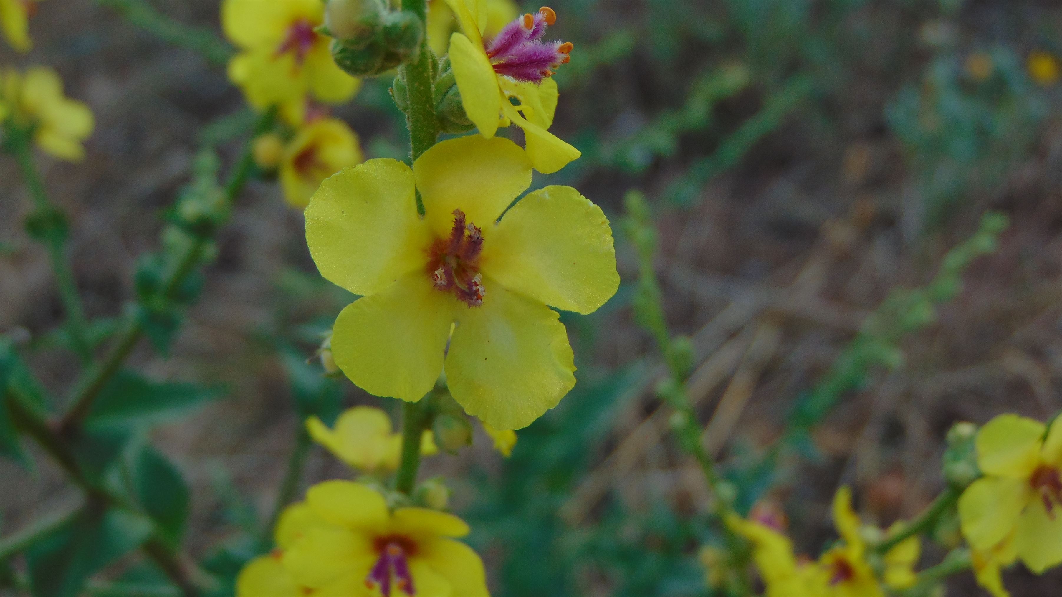 Molène à feuilles sinuées - Délices de Tortues