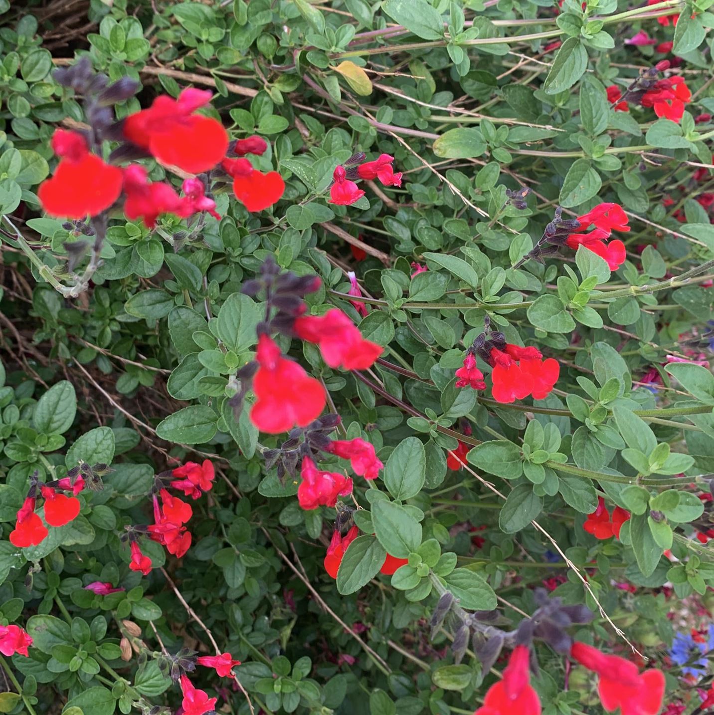 Sauge à petites feuilles - Délices de Tortues