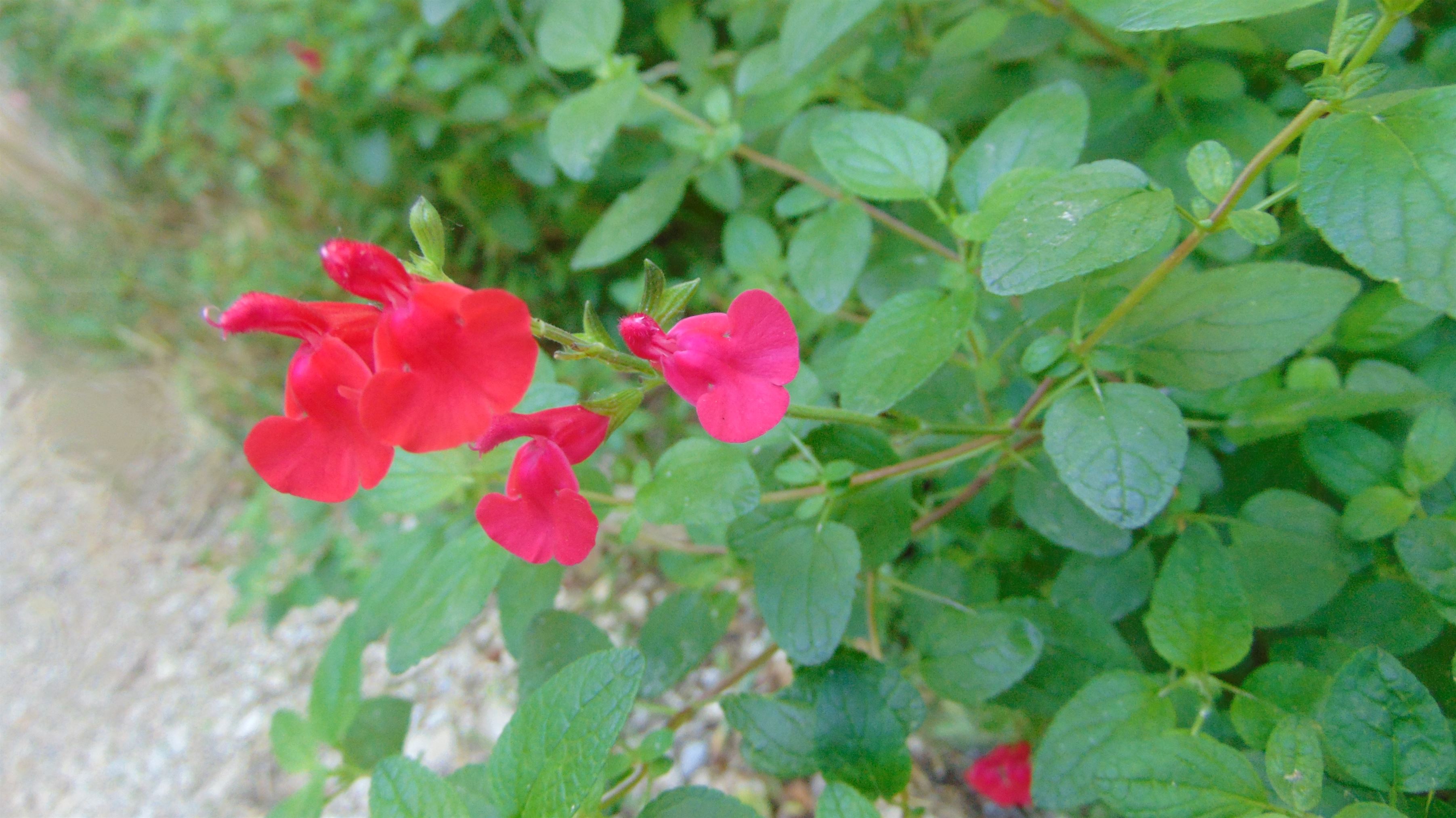 Sauge à petites feuilles - Délices de Tortues