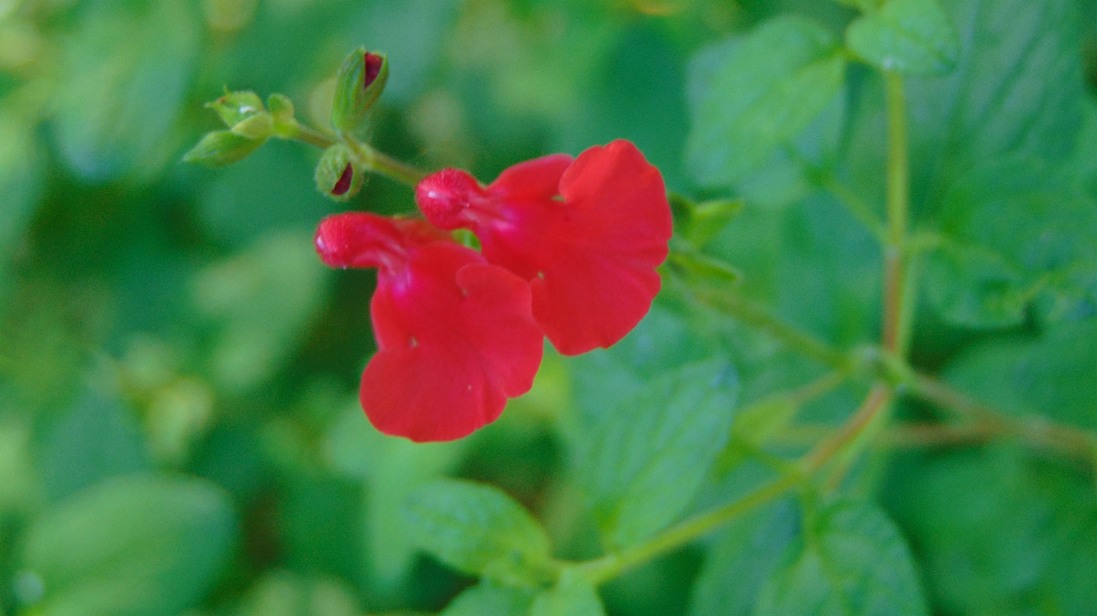 Sauge à petites feuilles - Délices de Tortues