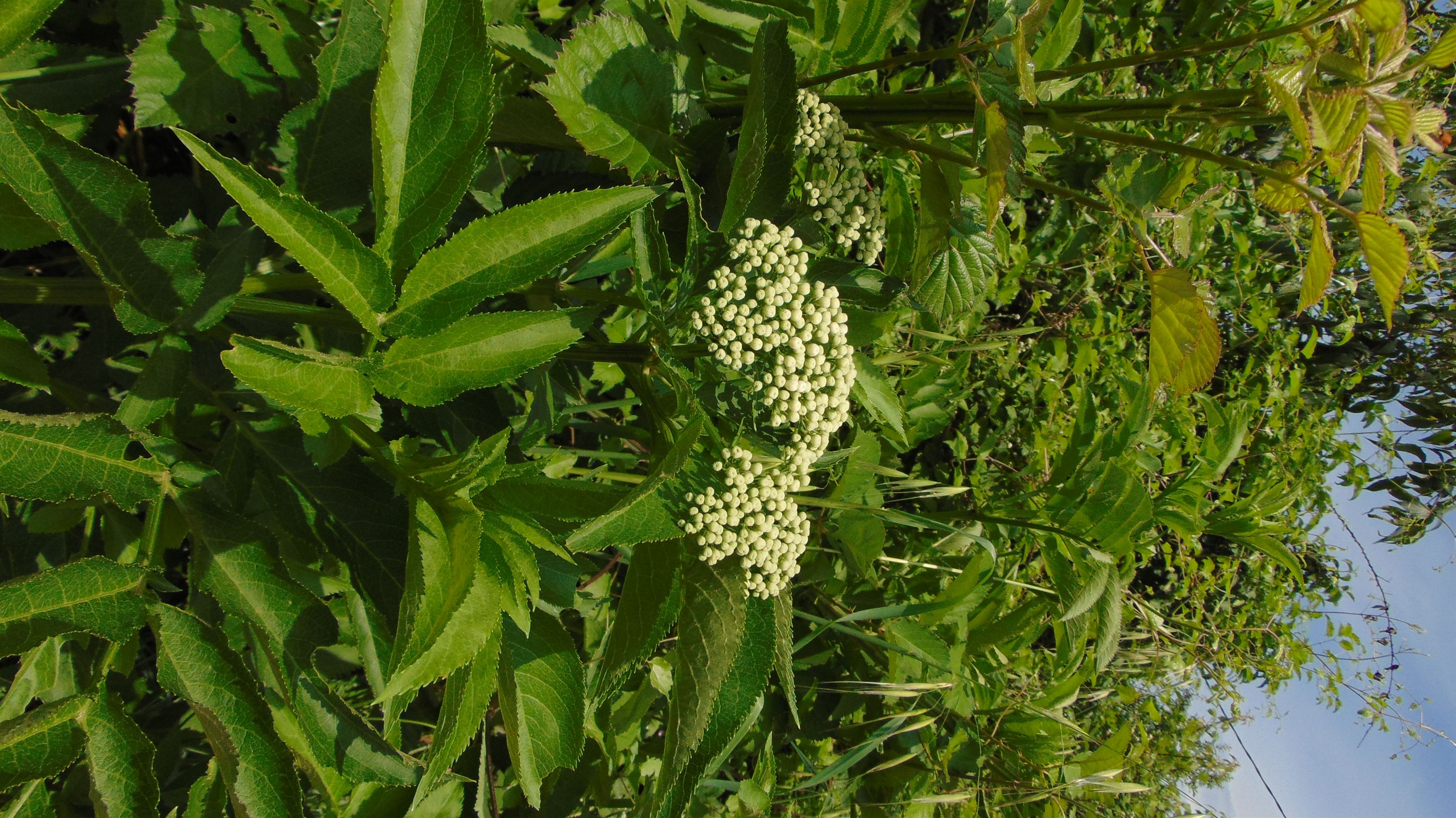 Sureau hièble - Délices de Tortues