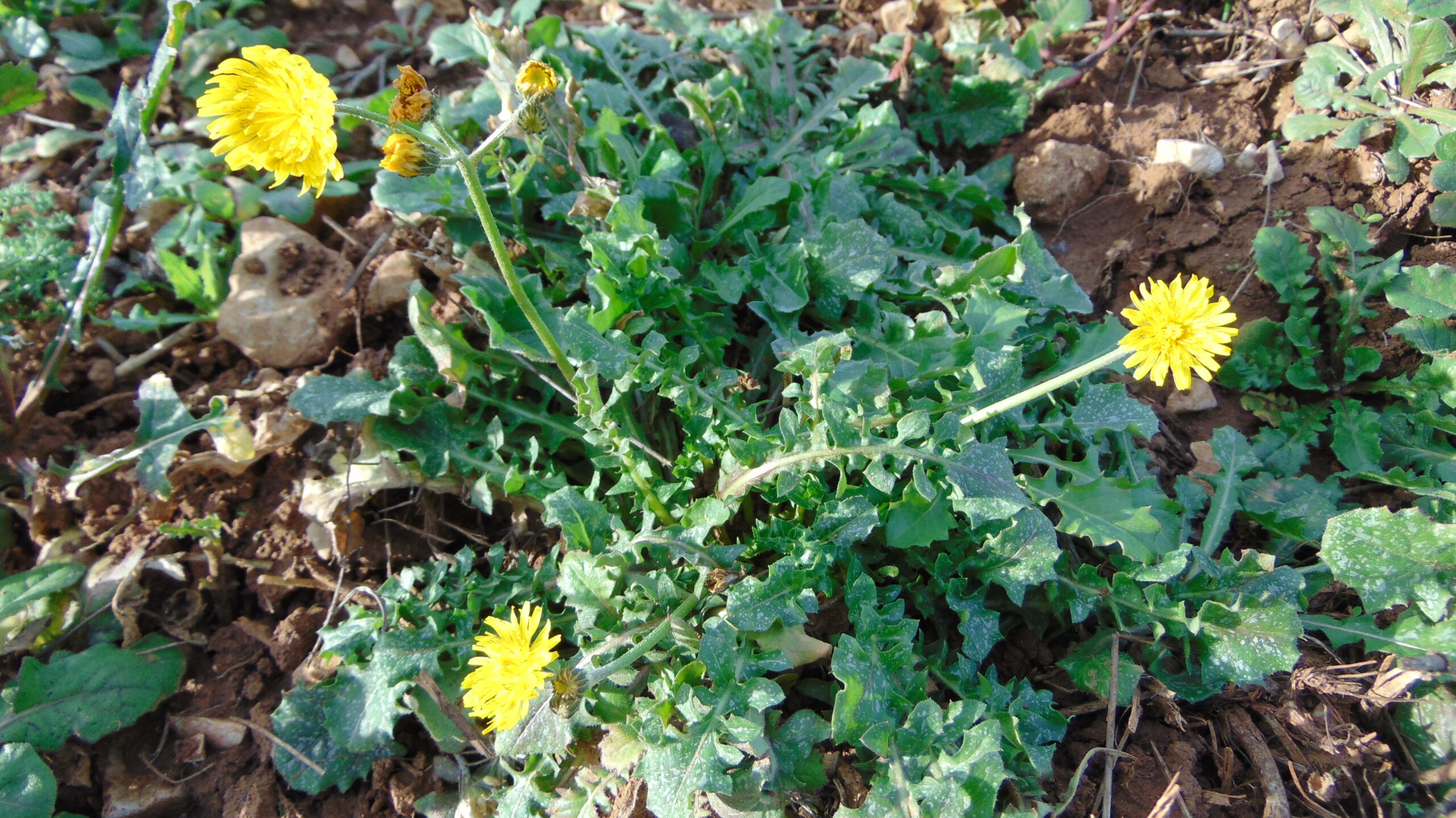 Crépis de Nîmes - Délices de Tortues