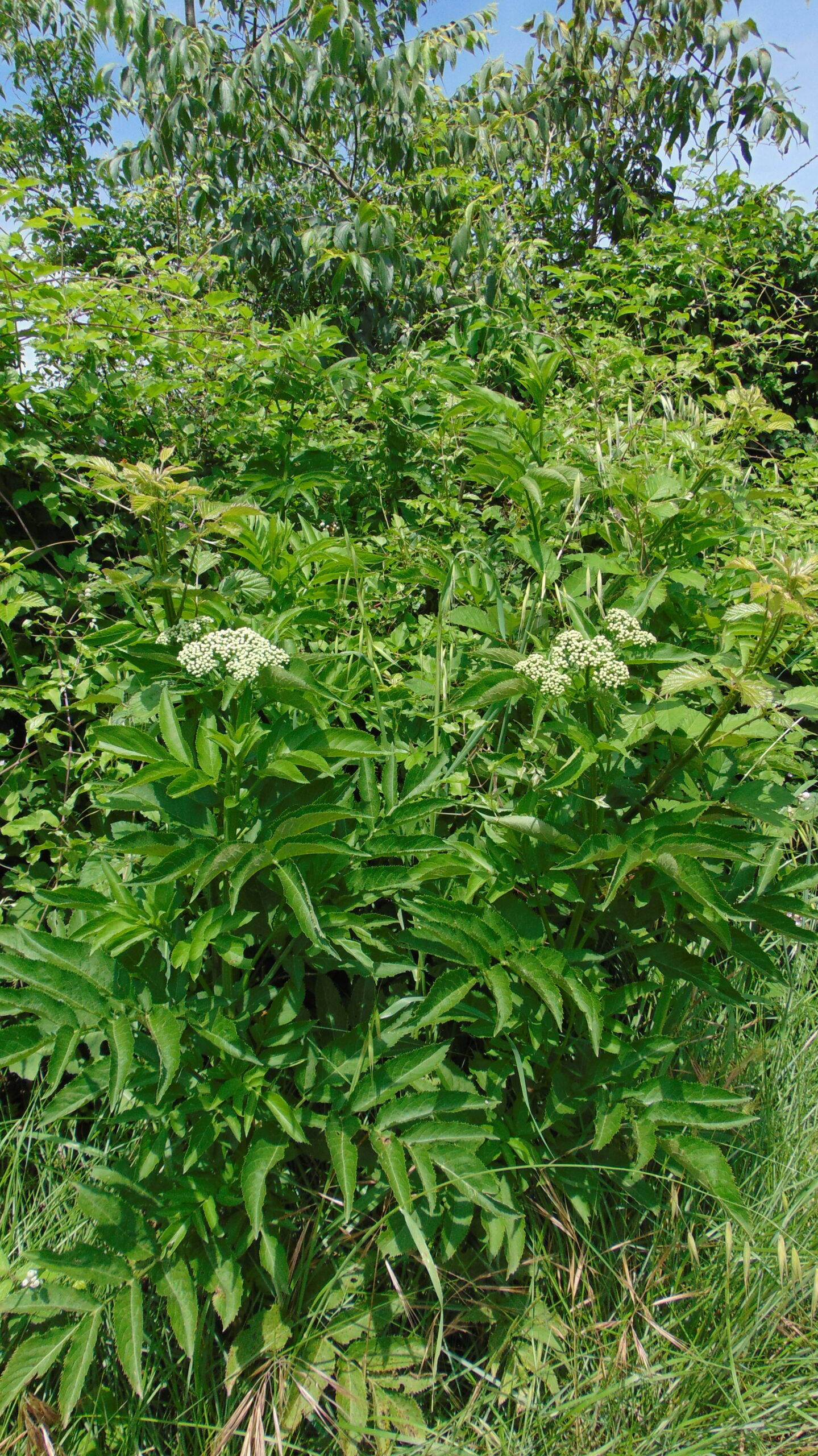 Sureau hièble - Délices de Tortues