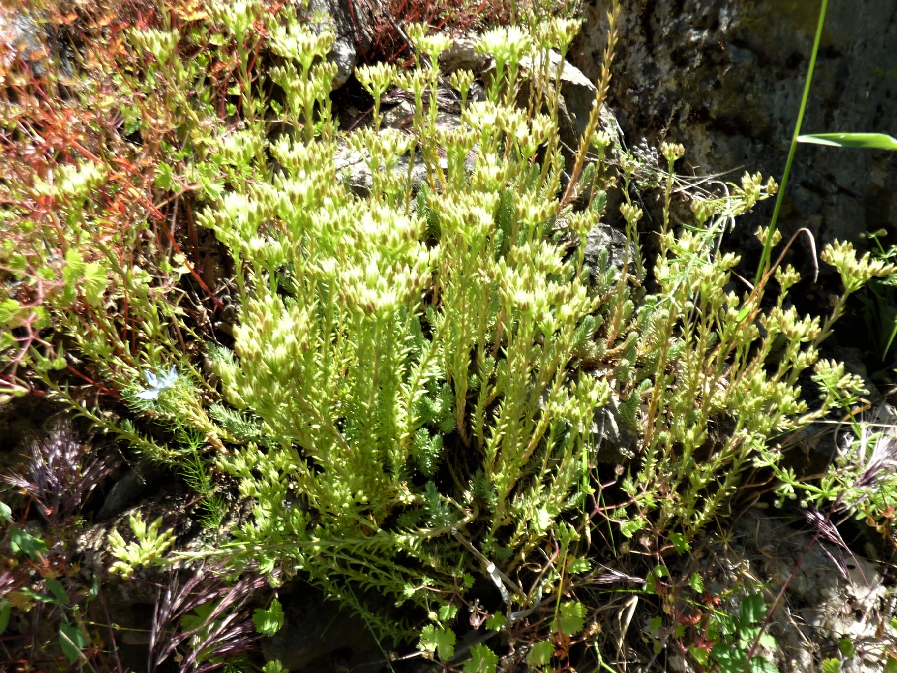 Orpin de Nice - Délices de Tortues